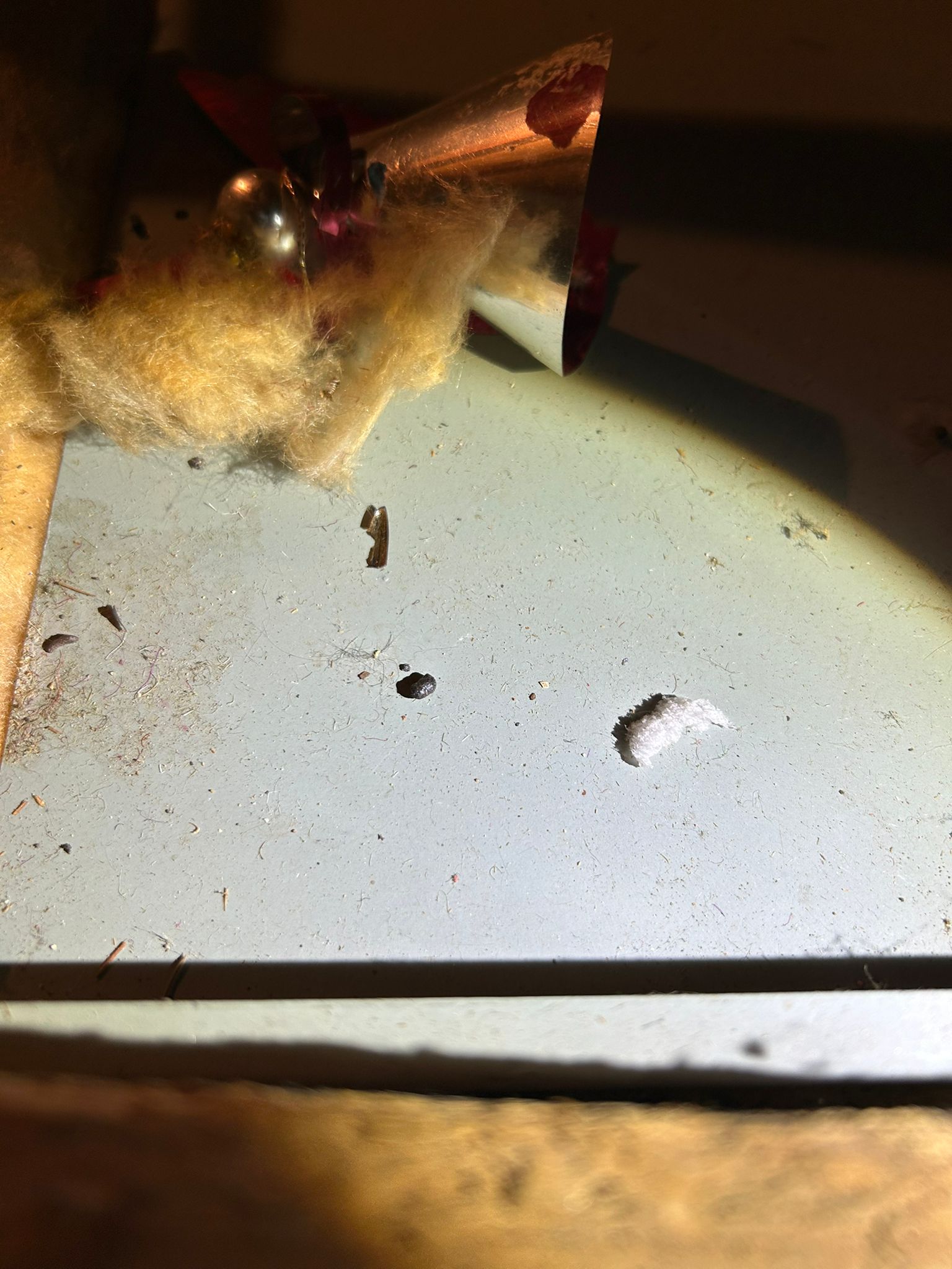 Mice Exterminator in Royston - Cambridge Pest Control Pros 🐭